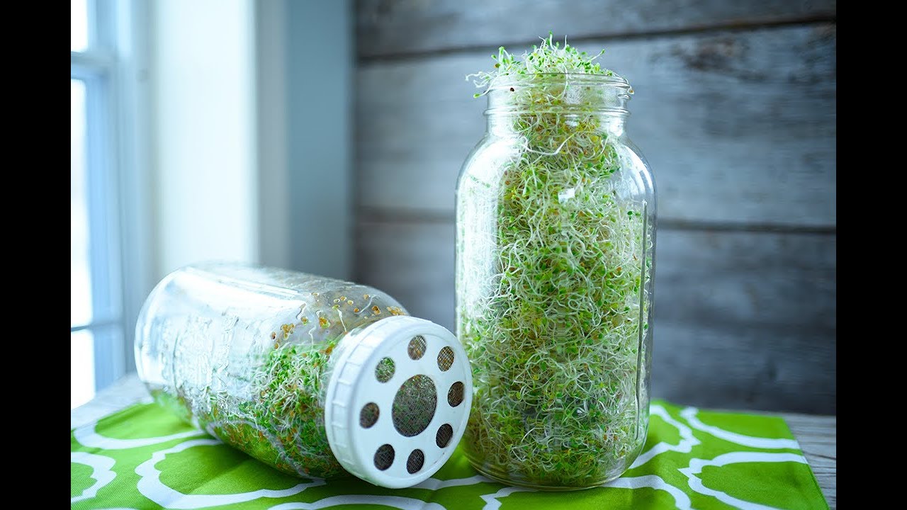 La Germination - YouTube