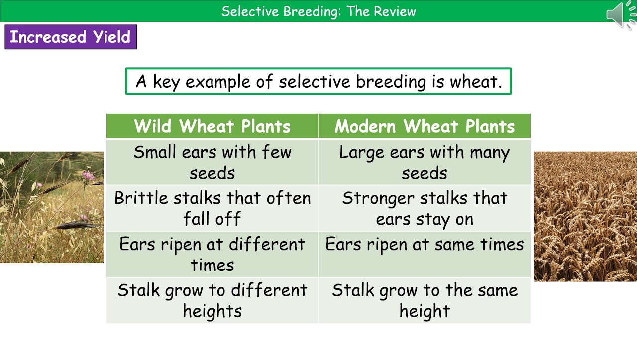 Selective Breeding Diagram What Is Selective Breeding? Answered