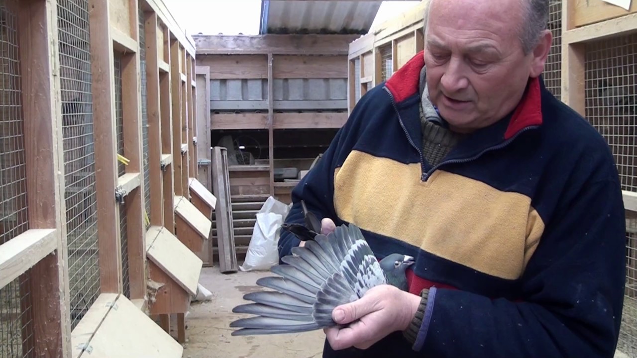SWINDELLS RACING PIGEONS PART 2 PAIRING & BREEDING - YouTube