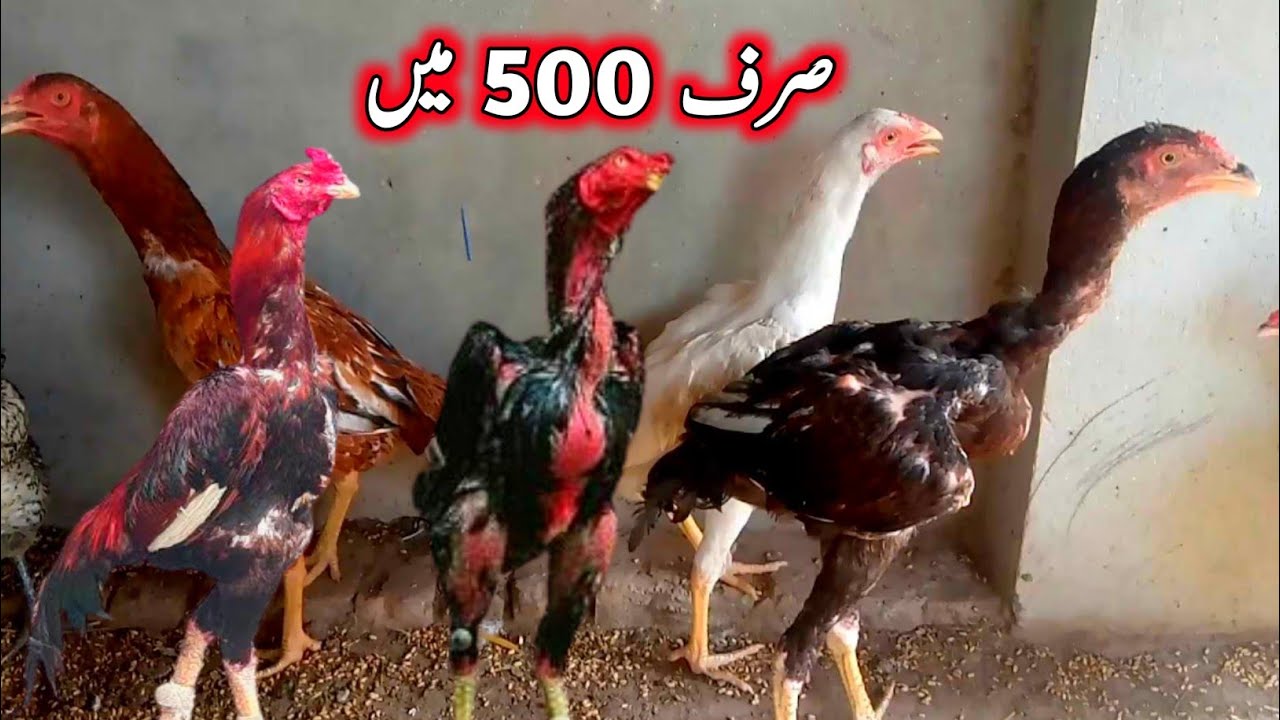 beautiful aseel chicken | aseel murga and aseel hens #aseel - YouTube
