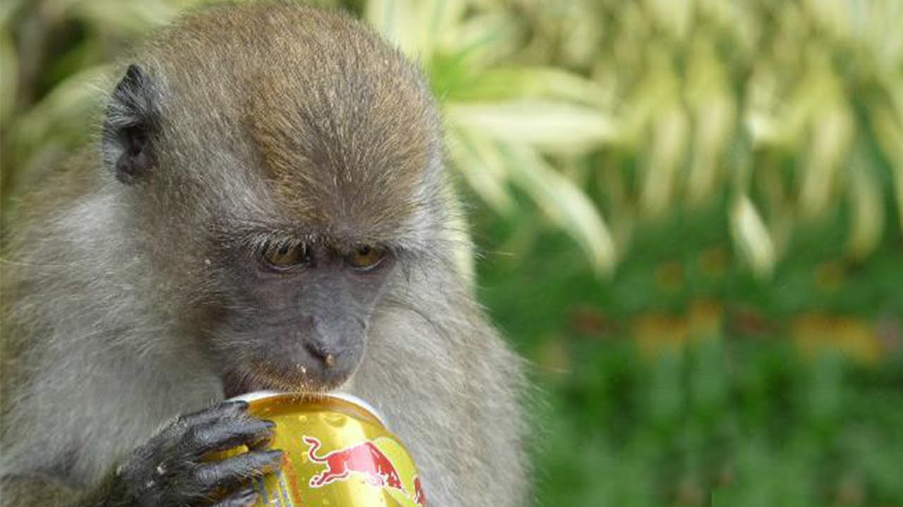 MAIMUTELE BEAU REDBULL IN VIETNAM - Halong Bay & Monkey Island - YouTube