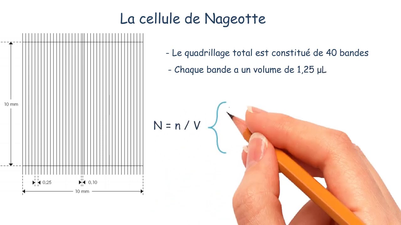 Malassez - Nageotte - YouTube