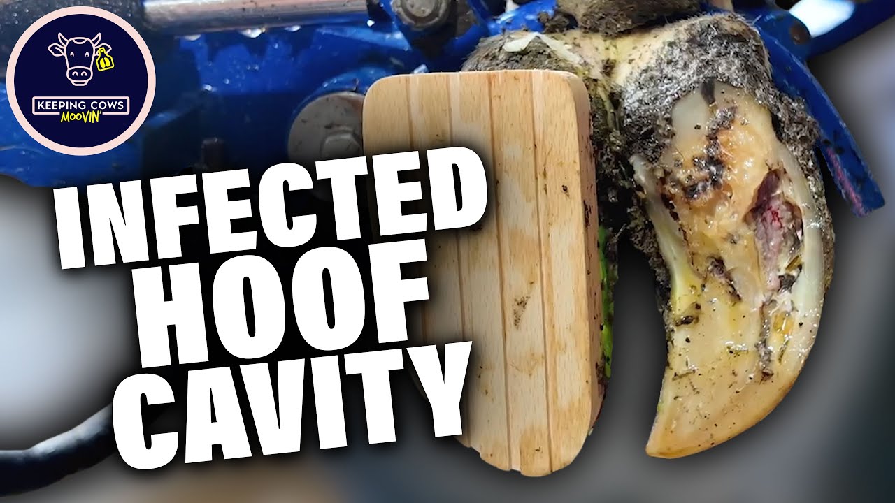HUGE PROBLEM DISCOVERED in this cow's hoof cavity! - YouTube