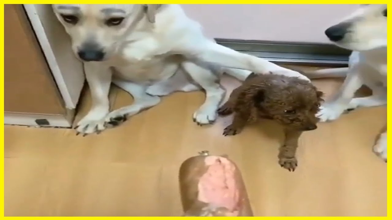 Who ate the sausage? / 12 MIN OF FUNNY MEMES - YouTube