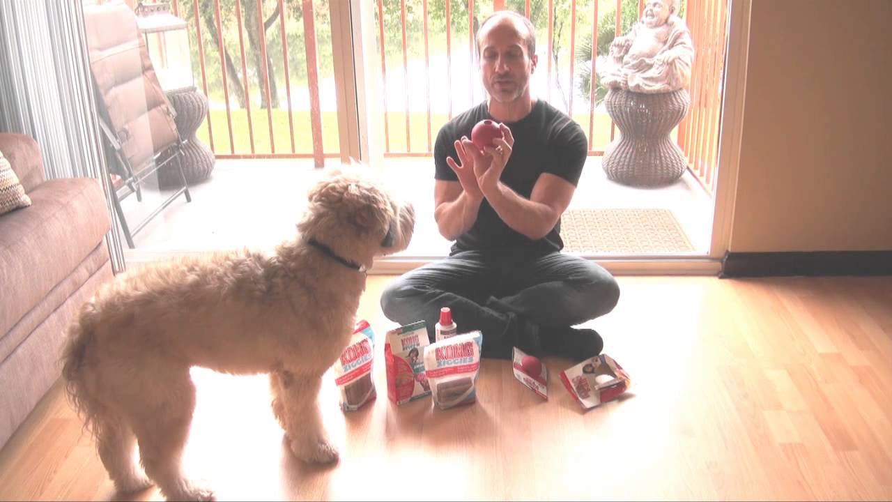 KONG Ball Dog Toy Review - The PetMan Shows How to Use With Kong Treats ...