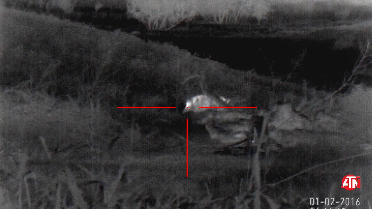 300+ lb. Boar - YouTube