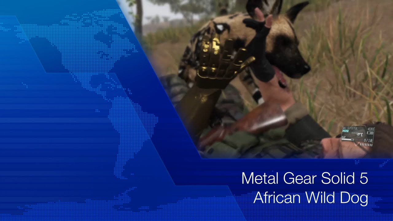 Metal Gear Solid 5 [MGS5]: #9 Rare Animals African Wild Dog - YouTube