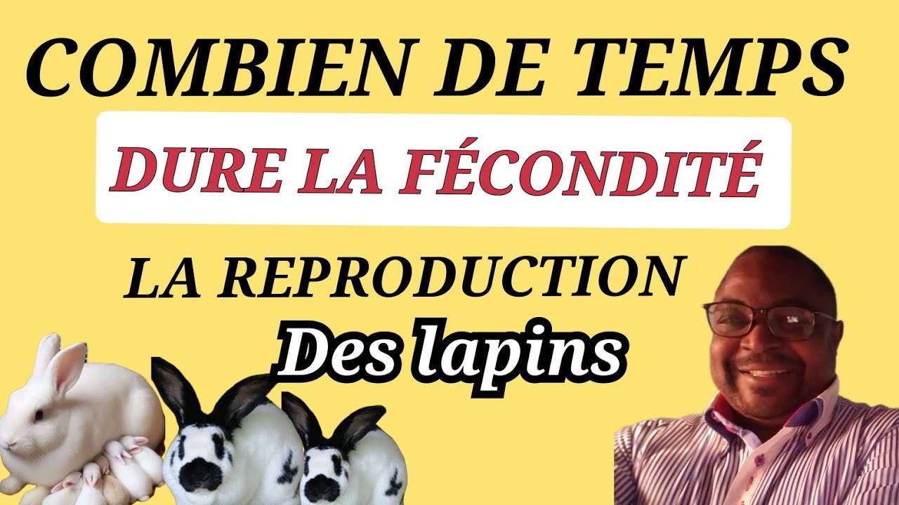 FORMATION EN CUNICULTURE : COMMENT CONNAÎTRE LA DURÉE DE FÉCONDITÉ ,DE ...