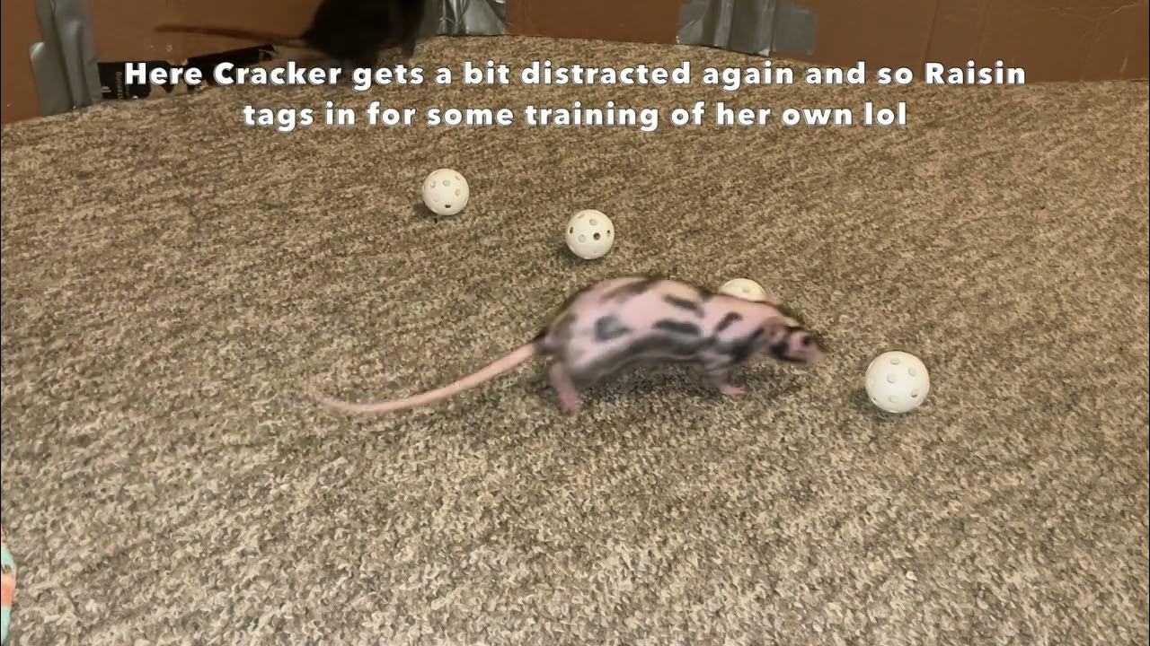 Chaotic training session - Cracker the rat learns scent work! - YouTube