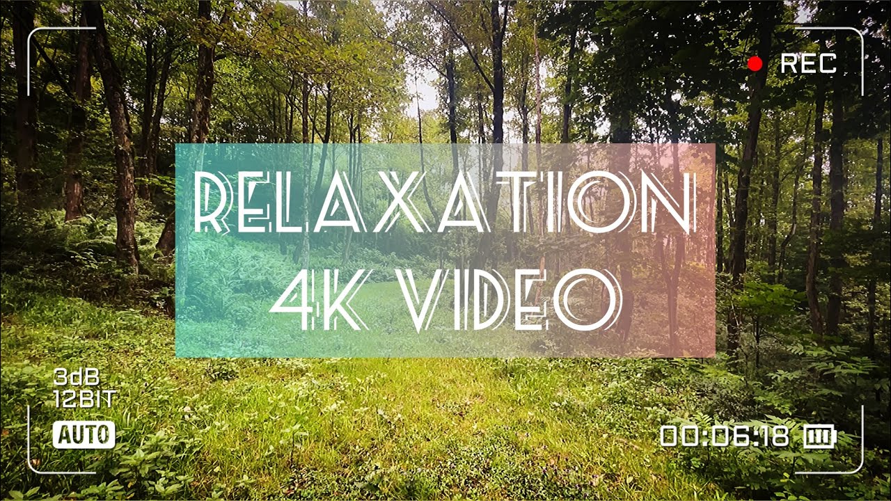 Tranquil Forest Delight: 4K video of Nature Relaxation🏕️🌳 - YouTube