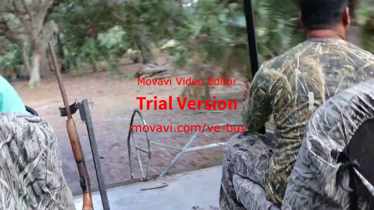 Hog hunting in Florida. 12 gauge/ slug/double barrel shot gun - YouTube