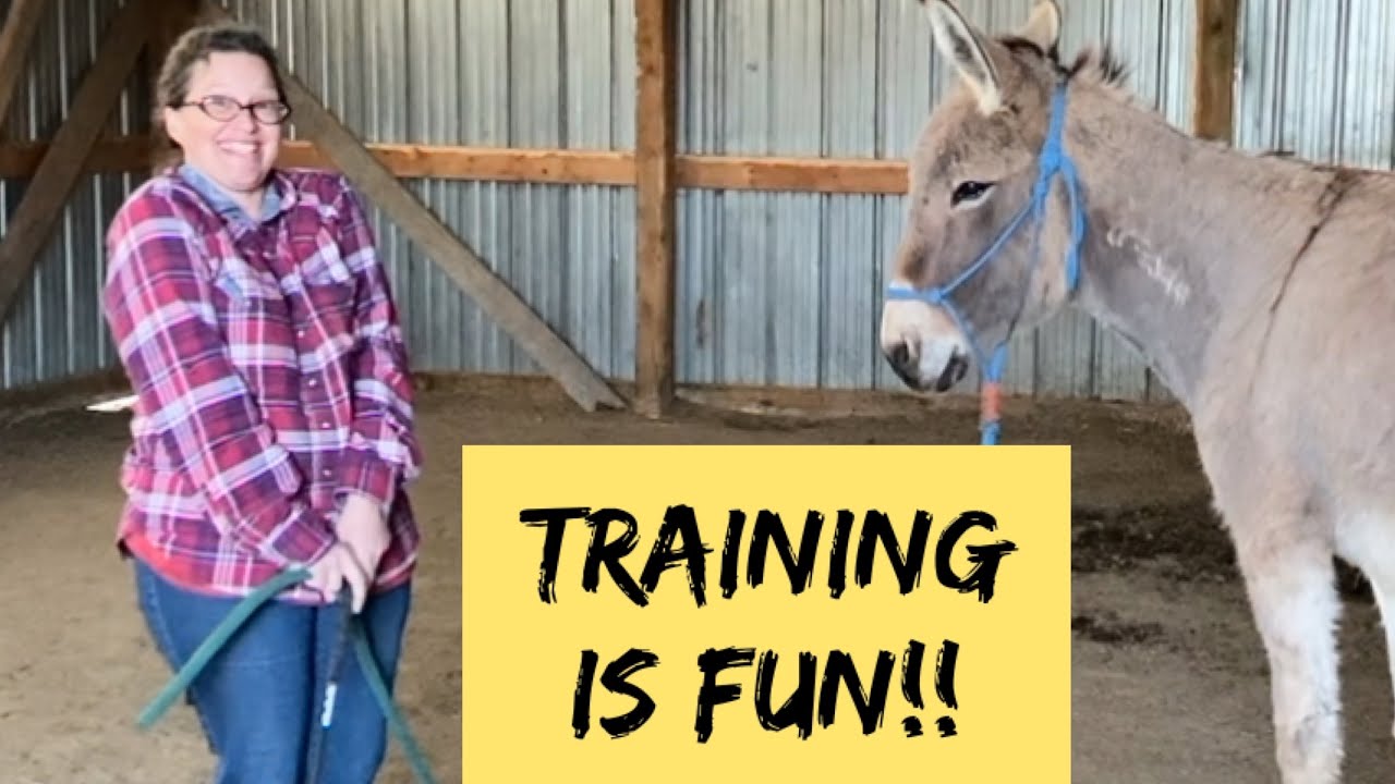 Donkey training secrets no one will tell you! - YouTube