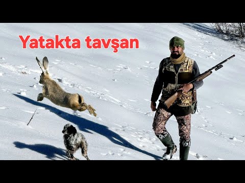 TAVŞAN KEKLİK AVI (TAVŞANI KÖPEK ZANNETTİM) HARE HUNTİNG يصطاد حجل أرنب chasse au lapin Diriliş Arms