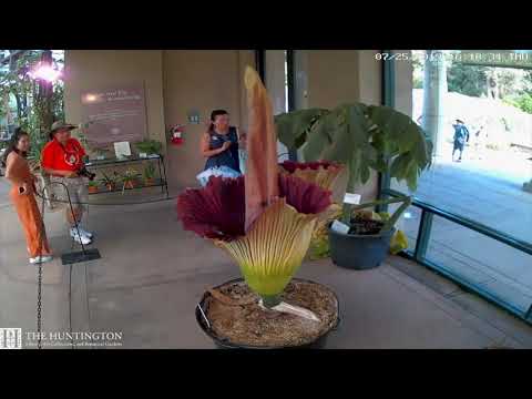 2019 Corpse Flower Time Lapse: The Huntington
