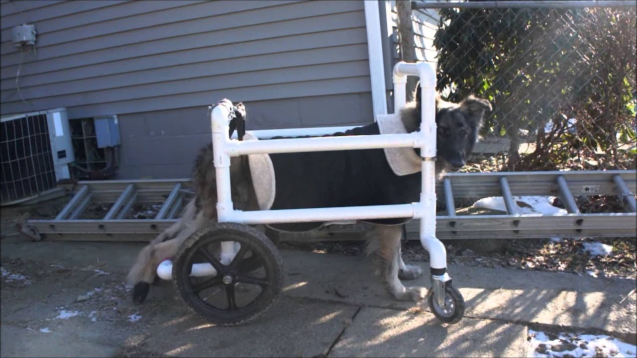 Kimber The Paraplegic Dog walking in homemade cart Feb. 2014 - YouTube