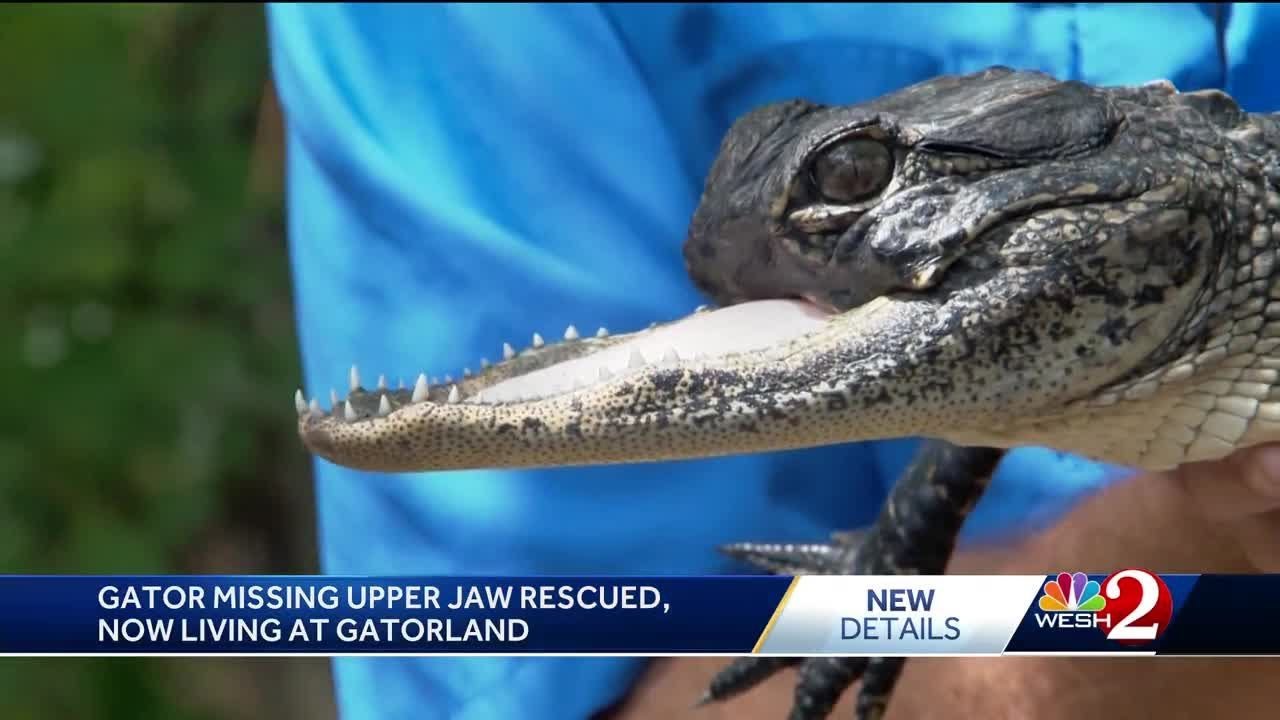 Sanford alligator missing upper jaw finds new home at Gatorland - YouTube