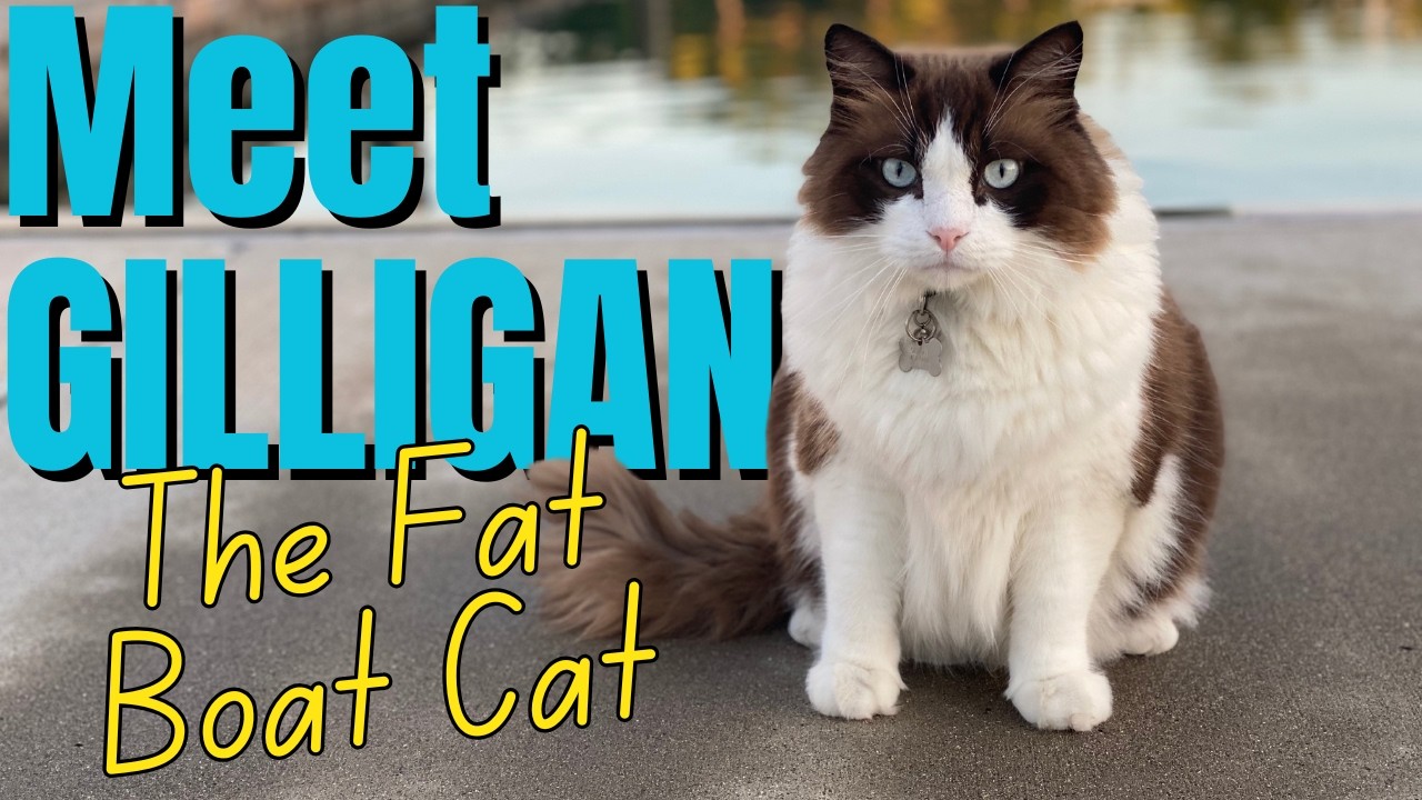 Meet Gilligan - The Fat Boat Cat of Noeta - YouTube