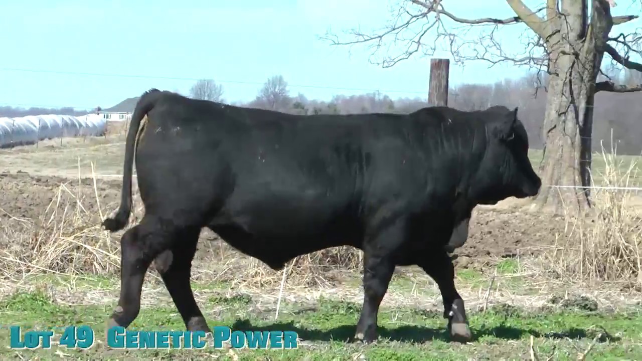 Lot 49 Genetic Power - YouTube