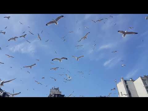Martılar ..  Belki üstümüzden bir kuş geçer Kanadından bir tüy düşer