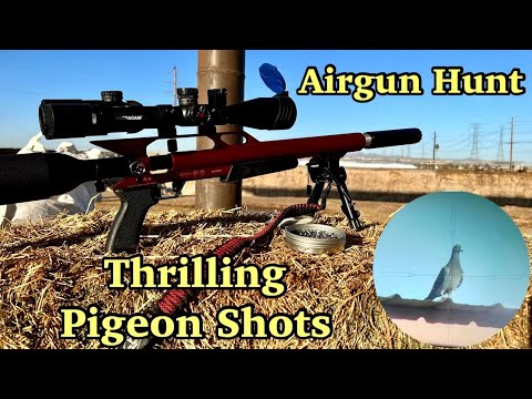 Unveiling the Thrills of Airgun Hunting: Epic Pigeon Hunt - YouTube