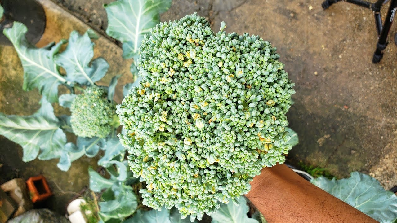 Grow Broccoli! Container Growing Guide for Broccoli | Gardening in ...