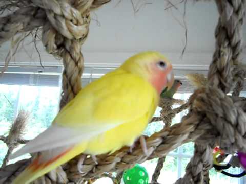 Baby Lovebirds Flying on Nets - YouTube