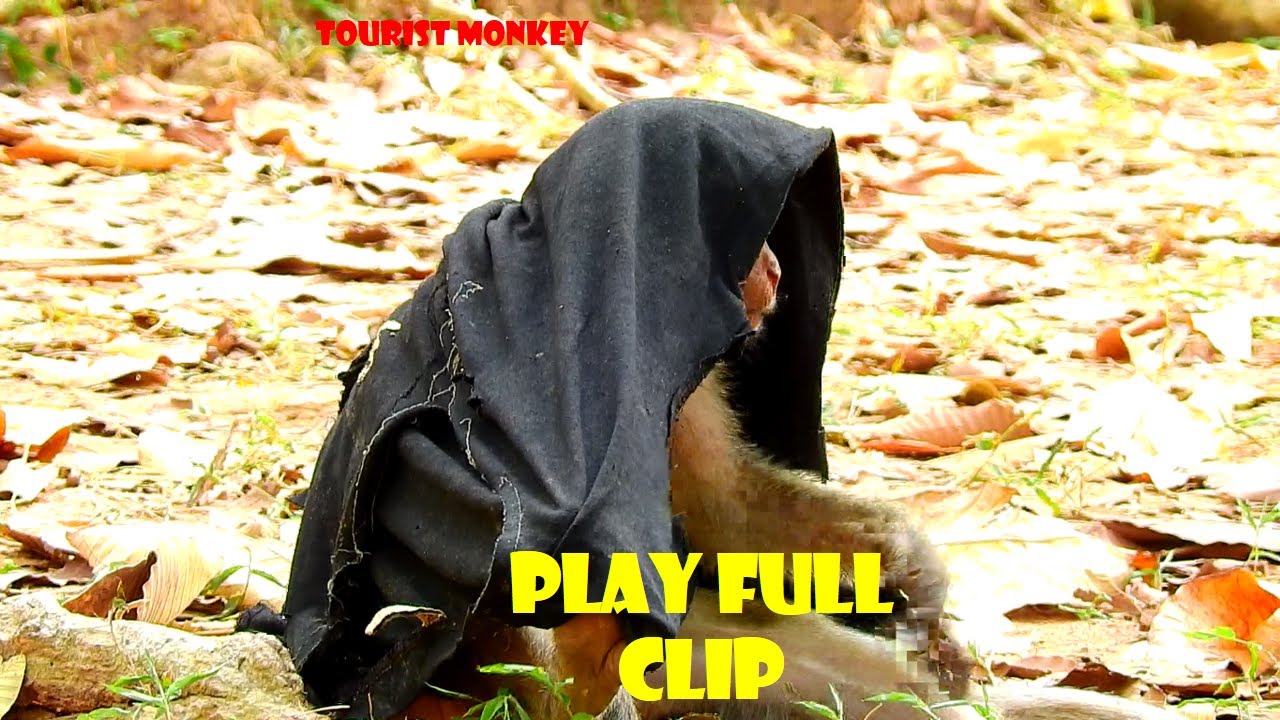 Oh Amazing monkey play Hide and seek game, Very famous game for monkey ...