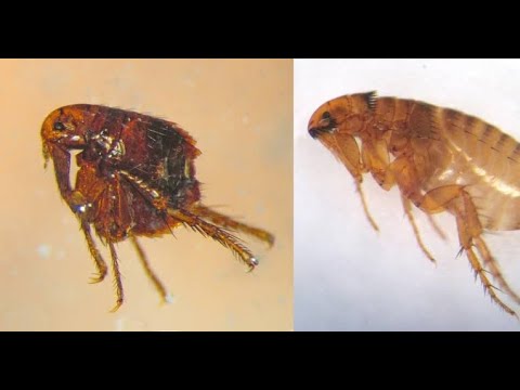 Types of fleas Classification ; According the comb ; Non Combed fleas ...