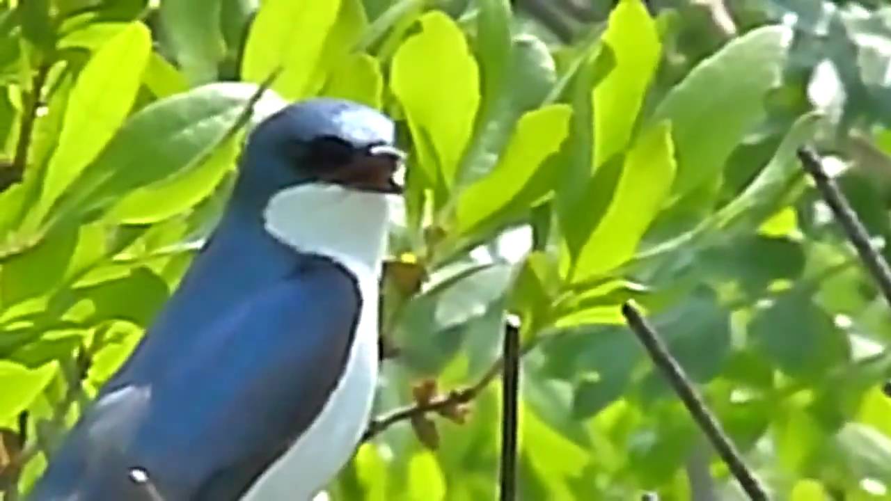 tree swallow, male - guard, preen and sing - closer look - YouTube
