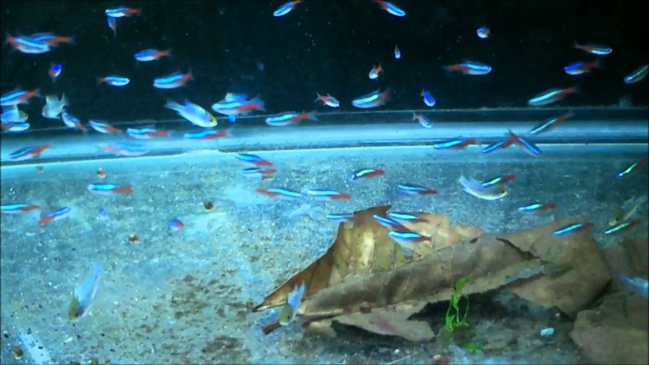neon tetra electric blue rams - YouTube