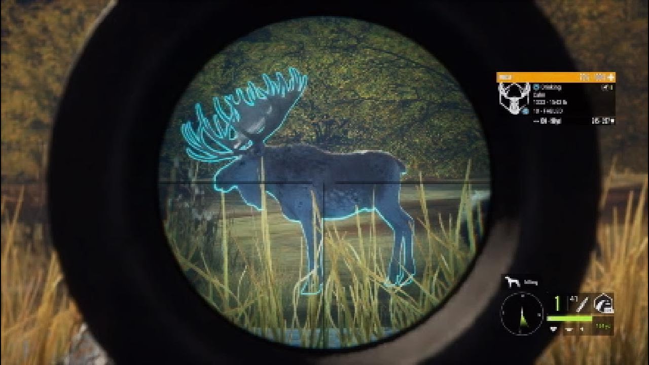 STUNNING G1 MOOSE ON LAYTON!! - YouTube