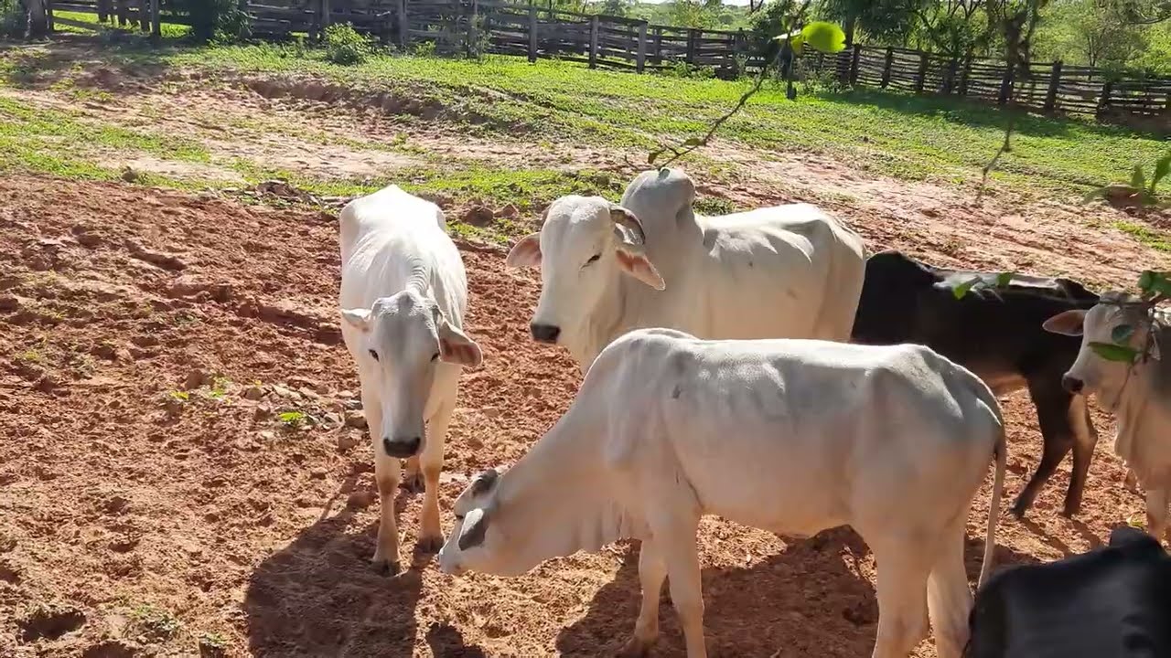 NOVILHA NELORE NO CIO E CRUZOU COM O GAUCHO SERÁ QUE O BEZERRO VAI SER ...