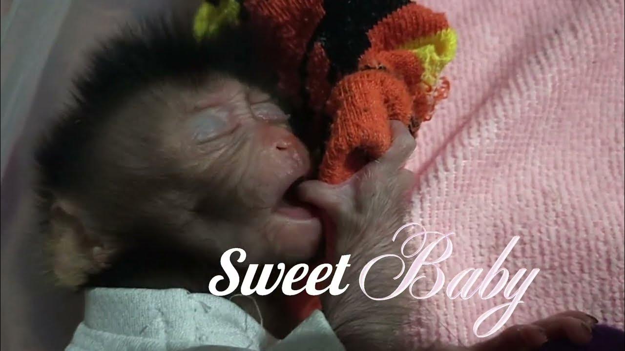 Education for adopting and caring for newborn baby monkeys , Lovely Fauna Youtube Channel - YouTube