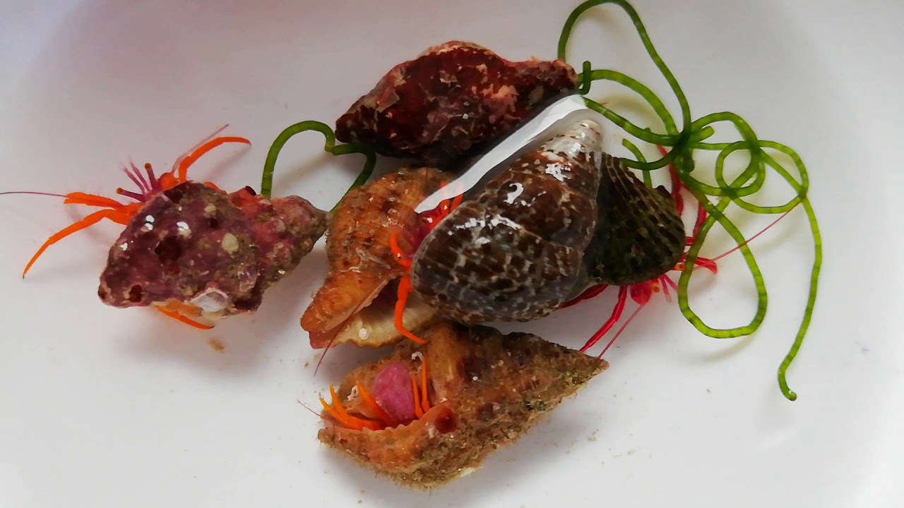 Clibanarius rutilus - Orangeroter Einsiedlerkrebs - YouTube