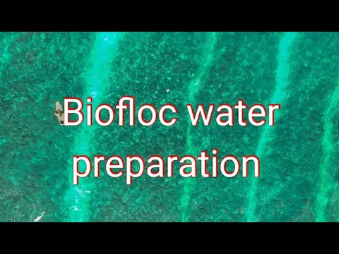 Biofloc water preparation - YouTube