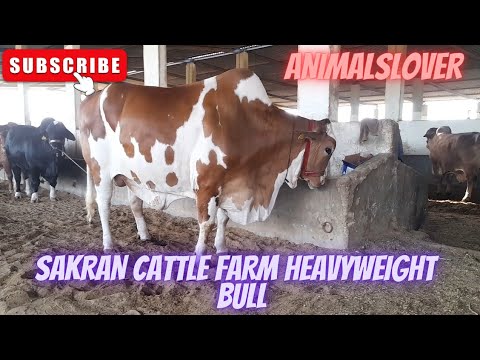 My 1st Visit Jameel Memon Society Sakran Cattle Farm Part 1 2k23 # ...