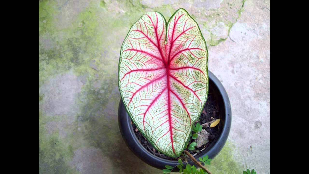 Ewe Orisa by Rony D' Ode - Part I - YouTube