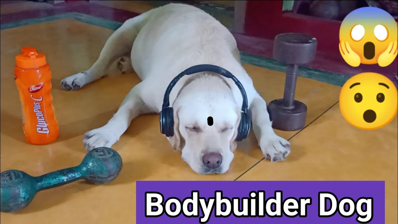 Labrador dog julie very funny😁video | Julie The Labrador | Labrador dog ...
