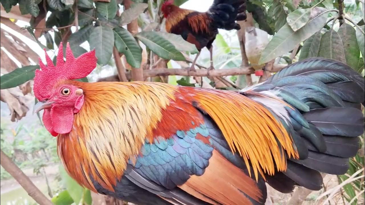 Gà rừng f1 mồi cực hay. Qaib qus zoo nkauj kaws li nawb - YouTube