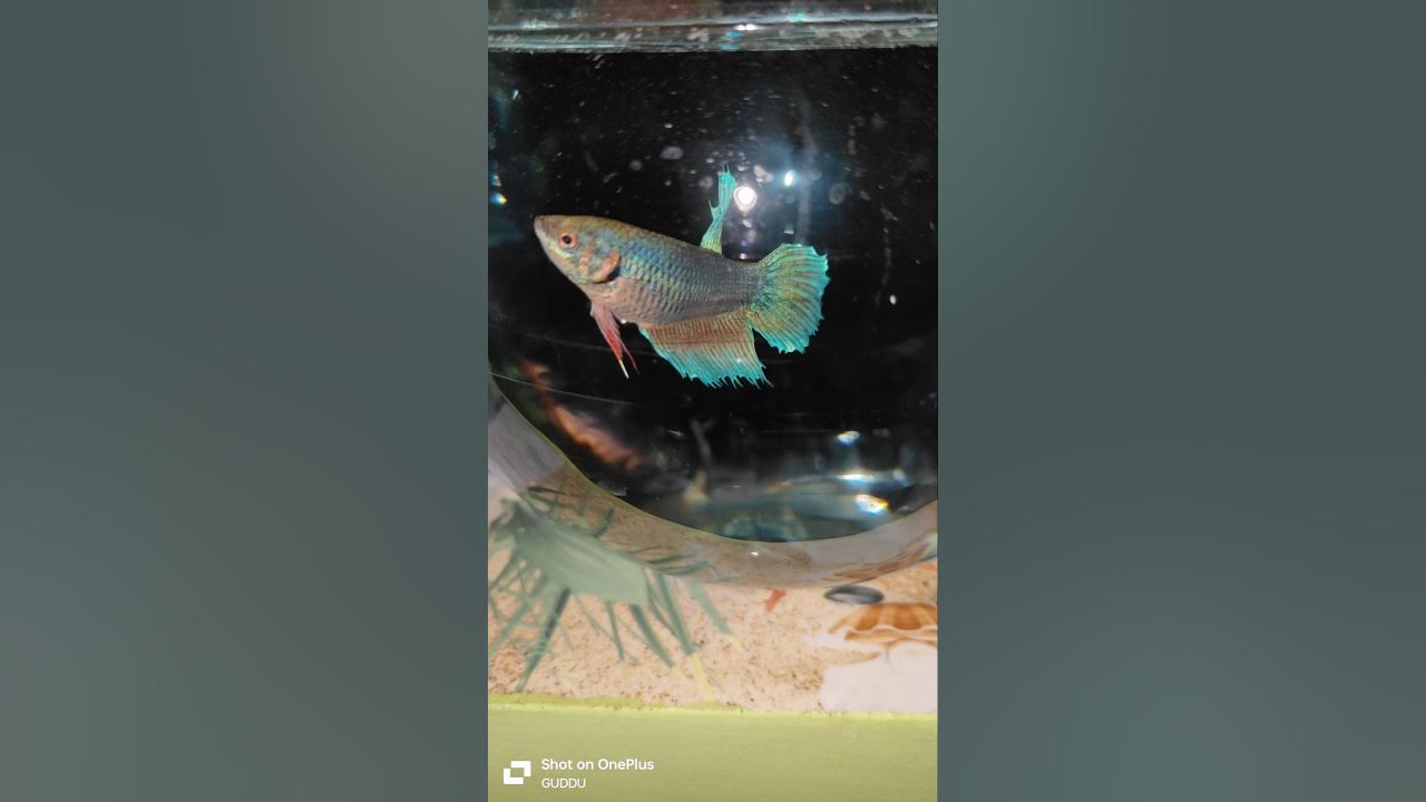 Betta fish breeding.....#sony #shorts #trending #guppyfish #ytshorts #betta #tamil #song#betta # ...