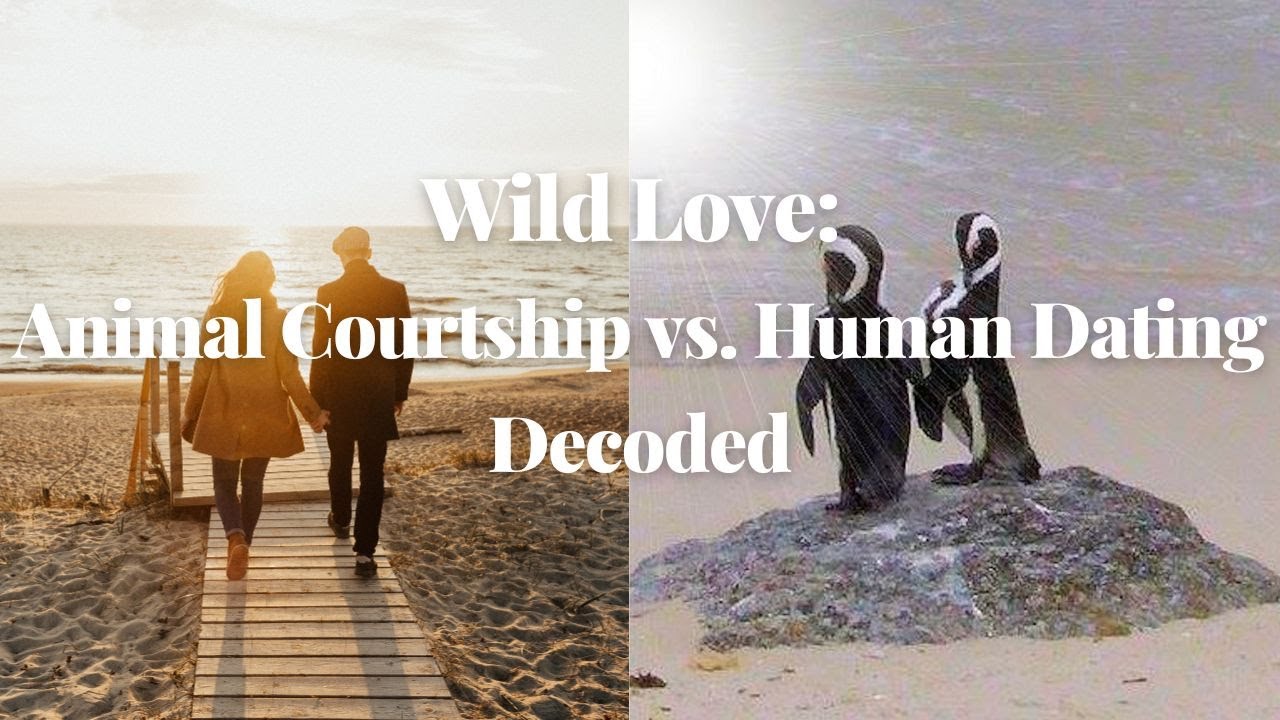 Wild Love: Animal Courtship vs Human Dating Decoded - YouTube