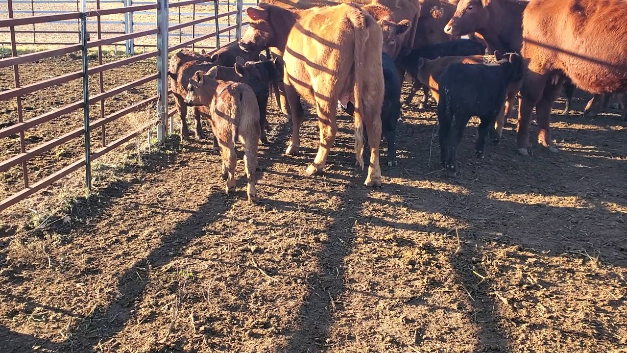 1st Calf Red Angus Pairs - YouTube