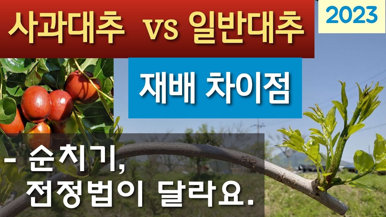사과대추와 일반대추의 재배 차이점 대추나무 순치기 대추나무 전정법 Youtube