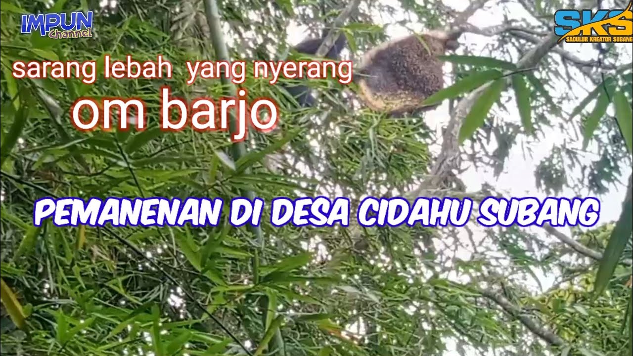 pemanenan sarang lebah Di Desa Cidahu Subang#Apisdorsata#lebahodeng ...