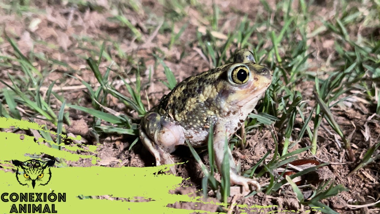 Sapo de Espuelas o Sapo Cavador - YouTube