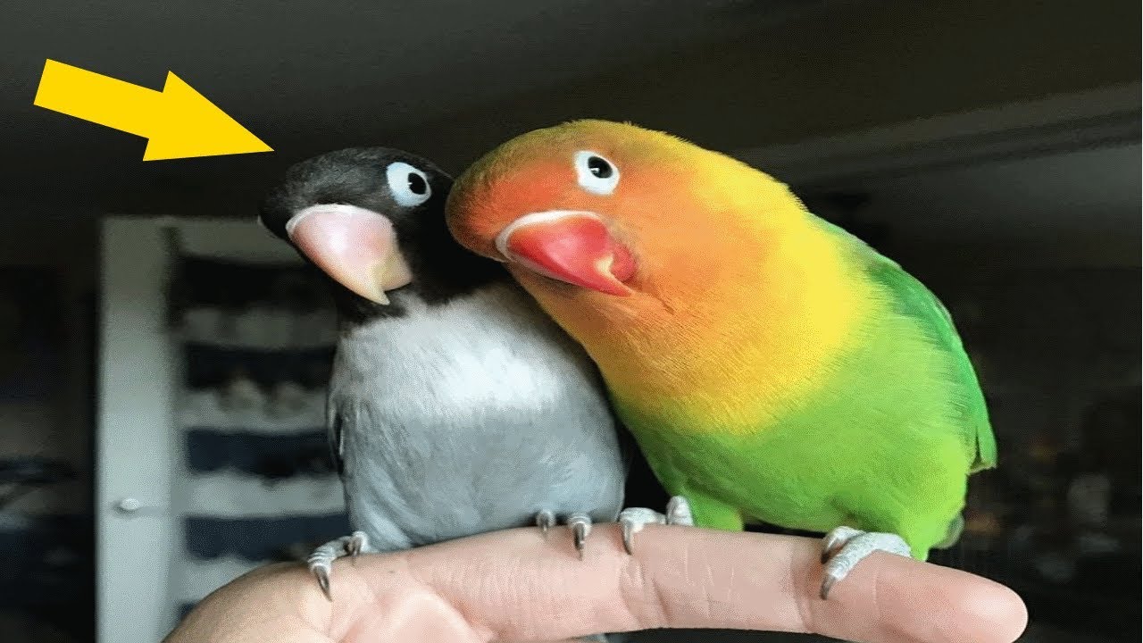 The Internet Fell In Love With The Story Of The Parakeet And His Gothic ...