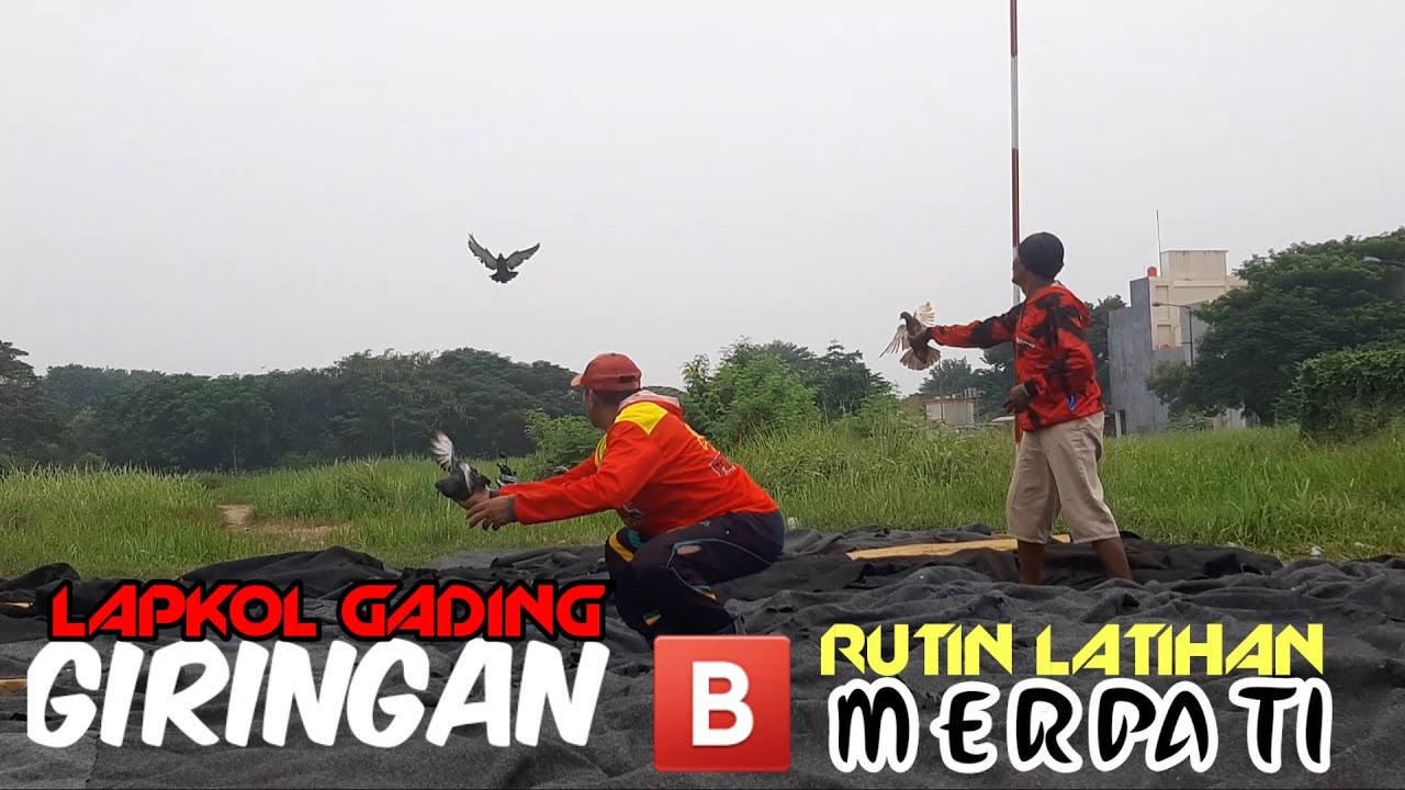 🔴MERPATI KOLONG BEBAS LOP TIPIS TIPIS DI GIRINGAN 🅱️ TEAM KENWOOD/TEAM ...