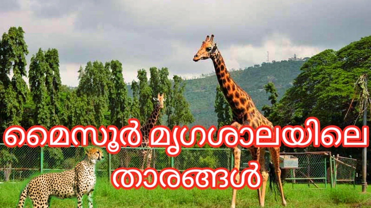 Mysure Zoo || 132 Years old Zoo #mysuruzoo - YouTube