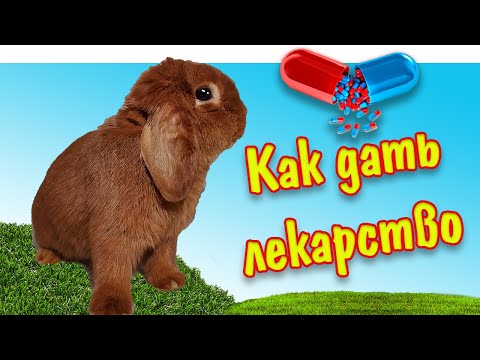 Как давать лекарства кроликам через шприц