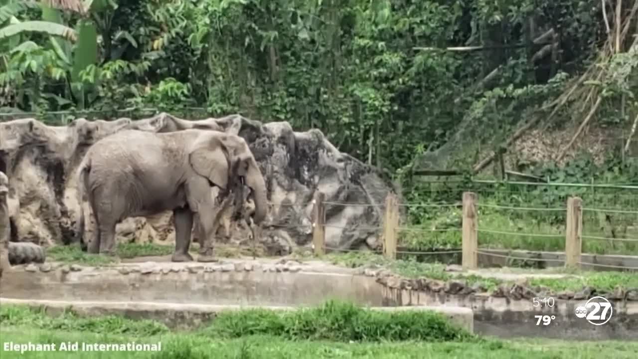 Mundi the elephant moved to south Georgia refuge - YouTube